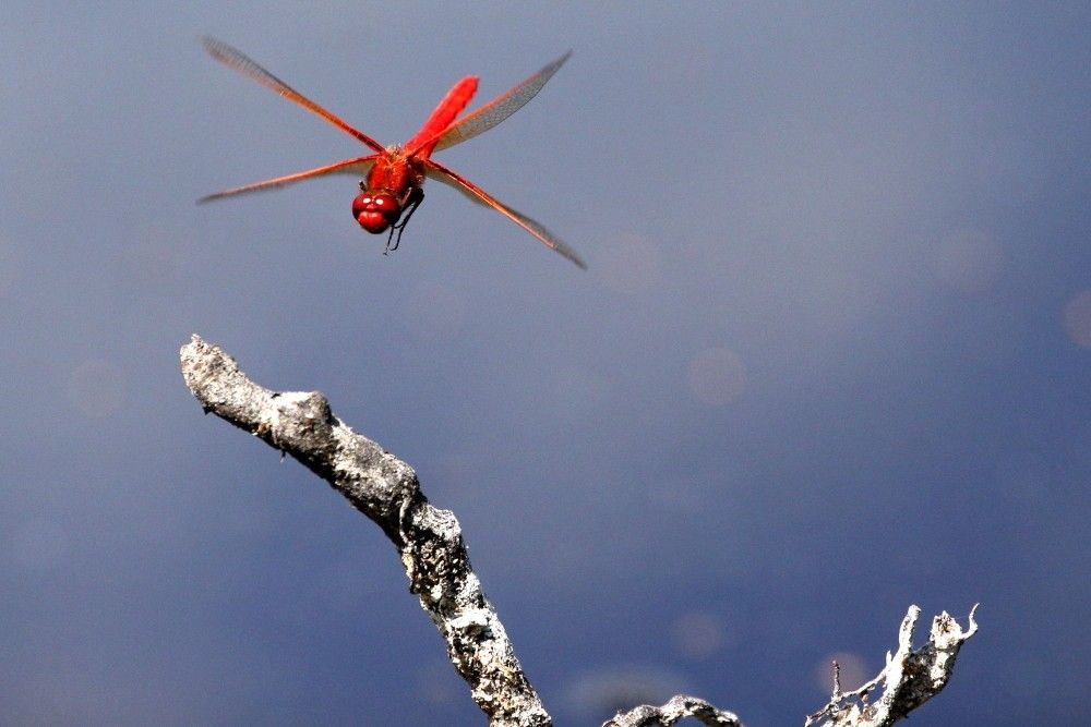 Like many of us in the Northern Hemisphere, I'm shooting dragonflies - PentaxForums.com